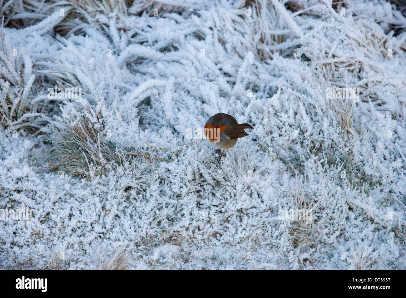 Freezing christmas ice ball flying hi-res stock photography and images ...