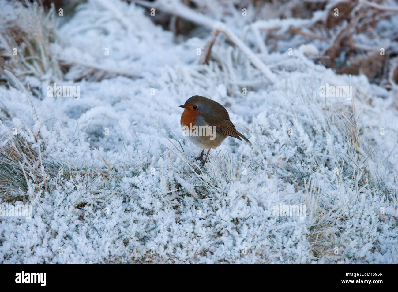Freezing christmas ice ball flying hi-res stock photography and images ...