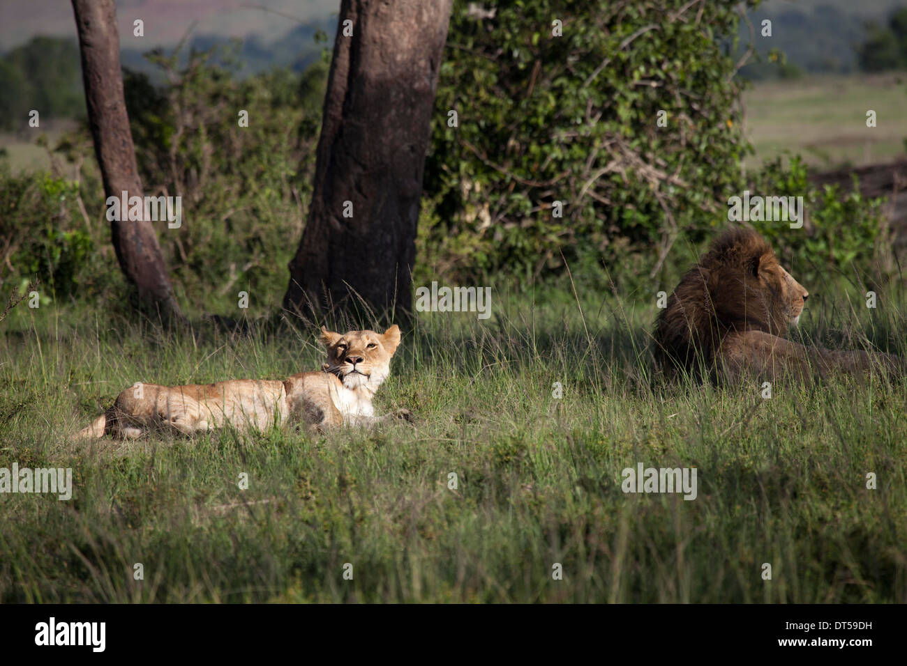 Lions under the tree hi-res stock photography and images - Alamy
