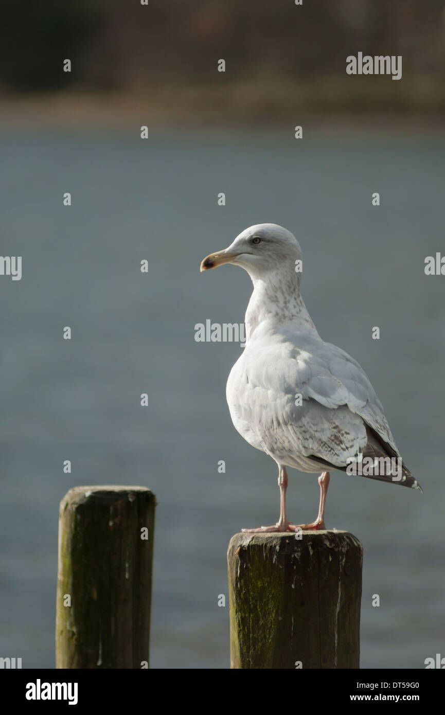 A Common Gull enjoying some late day sun, perched on a pontoon post on ...