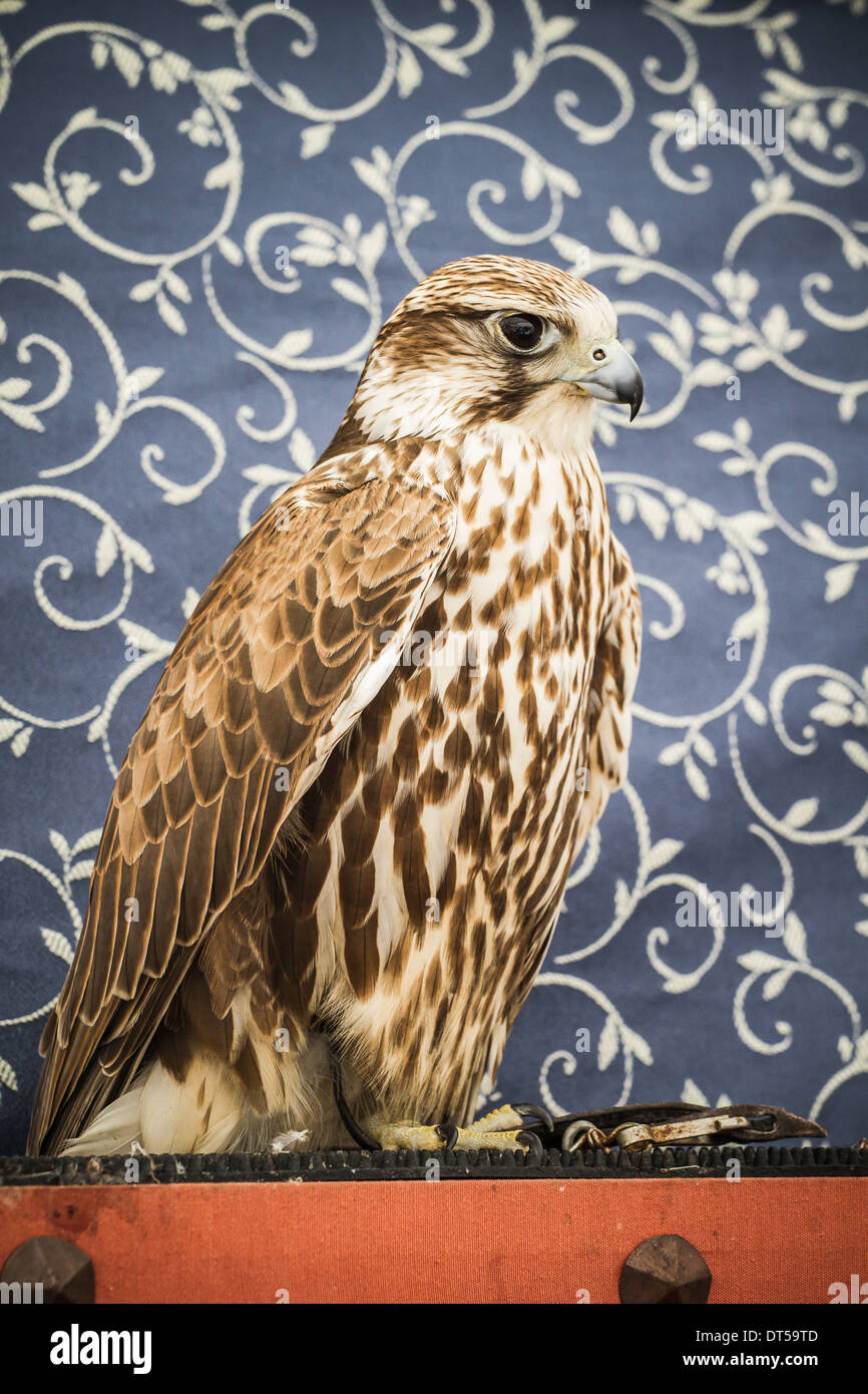 peregrine, falcon, medieval bird, wildlife concept Stock Photo - Alamy