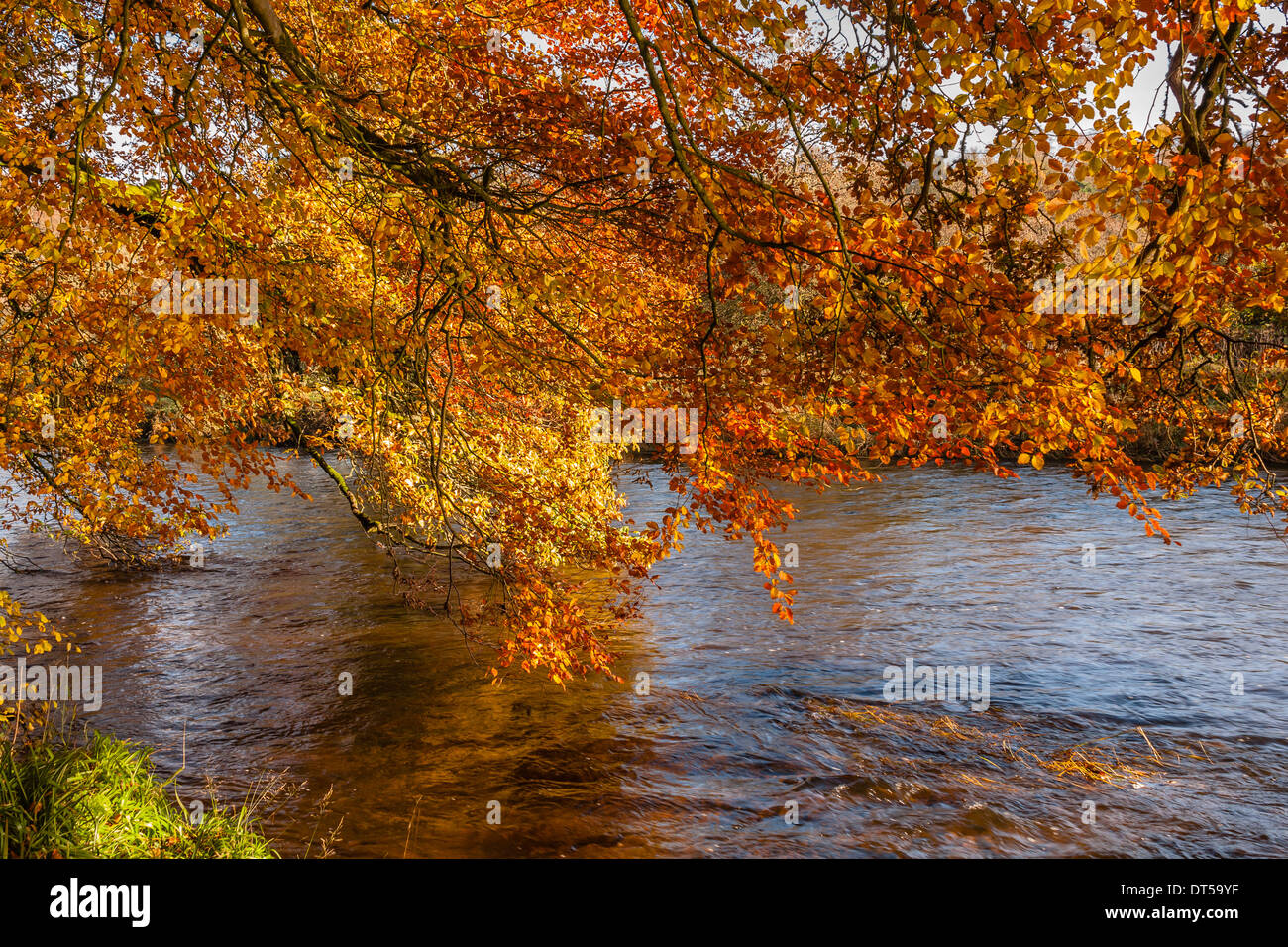 Riverside flora hi-res stock photography and images - Alamy