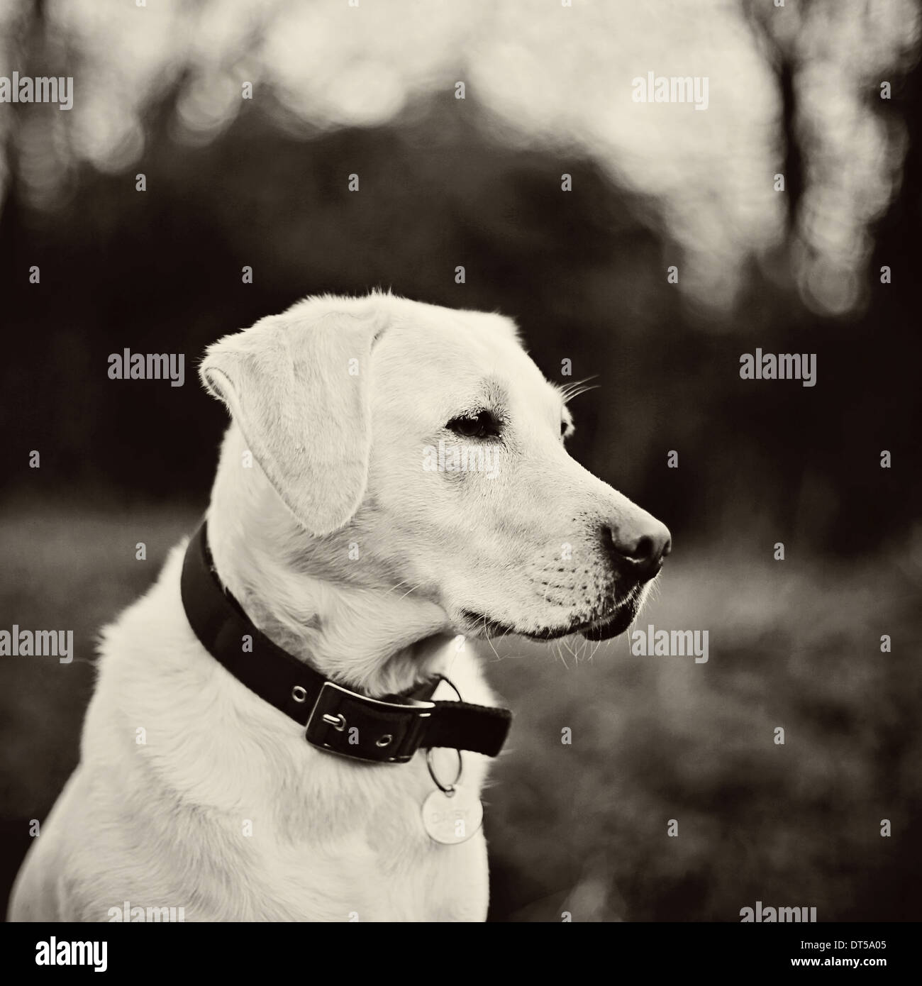 Dog head shot hi-res stock photography and images - Alamy