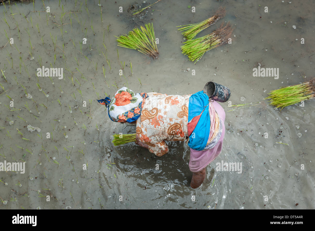 Igorot agriculture hi-res stock photography and images - Alamy