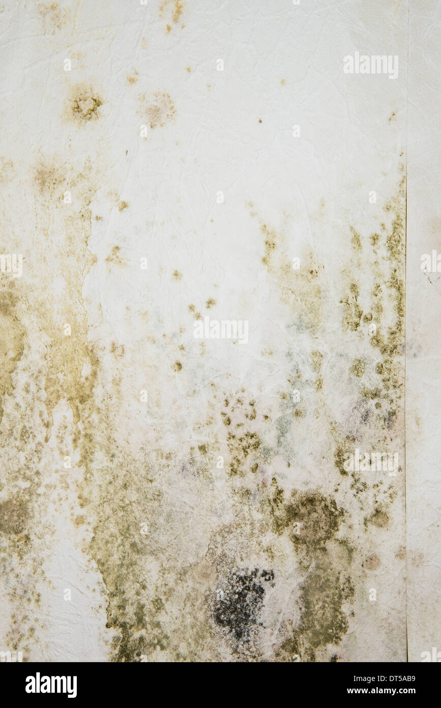 Mildewed walls with different sorts of mold (close-up shot Stock Photo ...