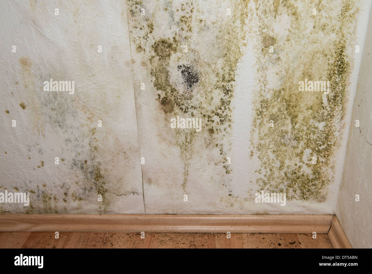 Mildewed walls with different sorts of mold (close-up shot Stock Photo ...