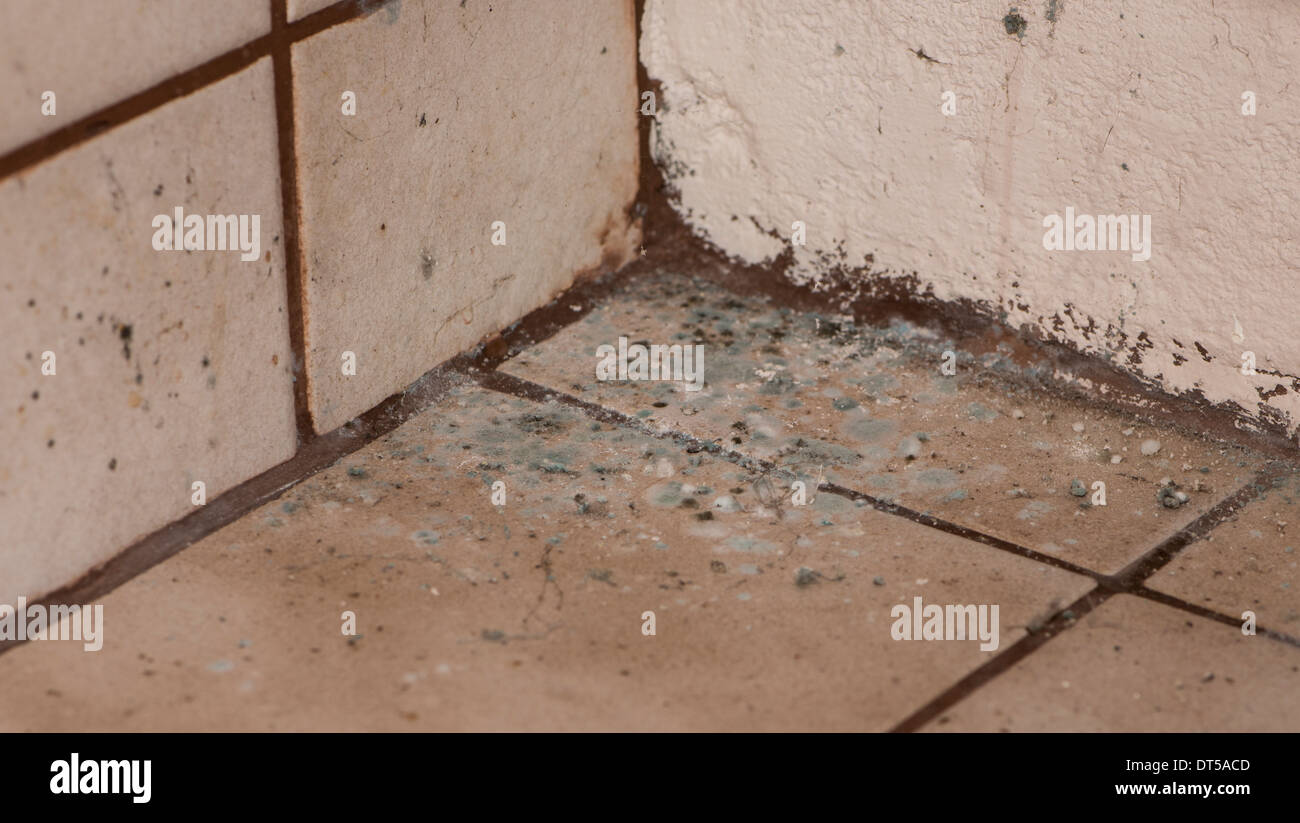 Mildewed walls with different sorts of mold (close-up shot Stock Photo ...