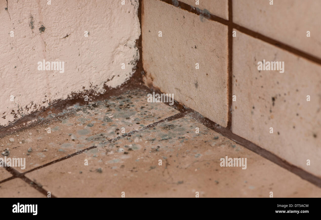 Mildewed walls with different sorts of mold (close-up shot Stock Photo ...