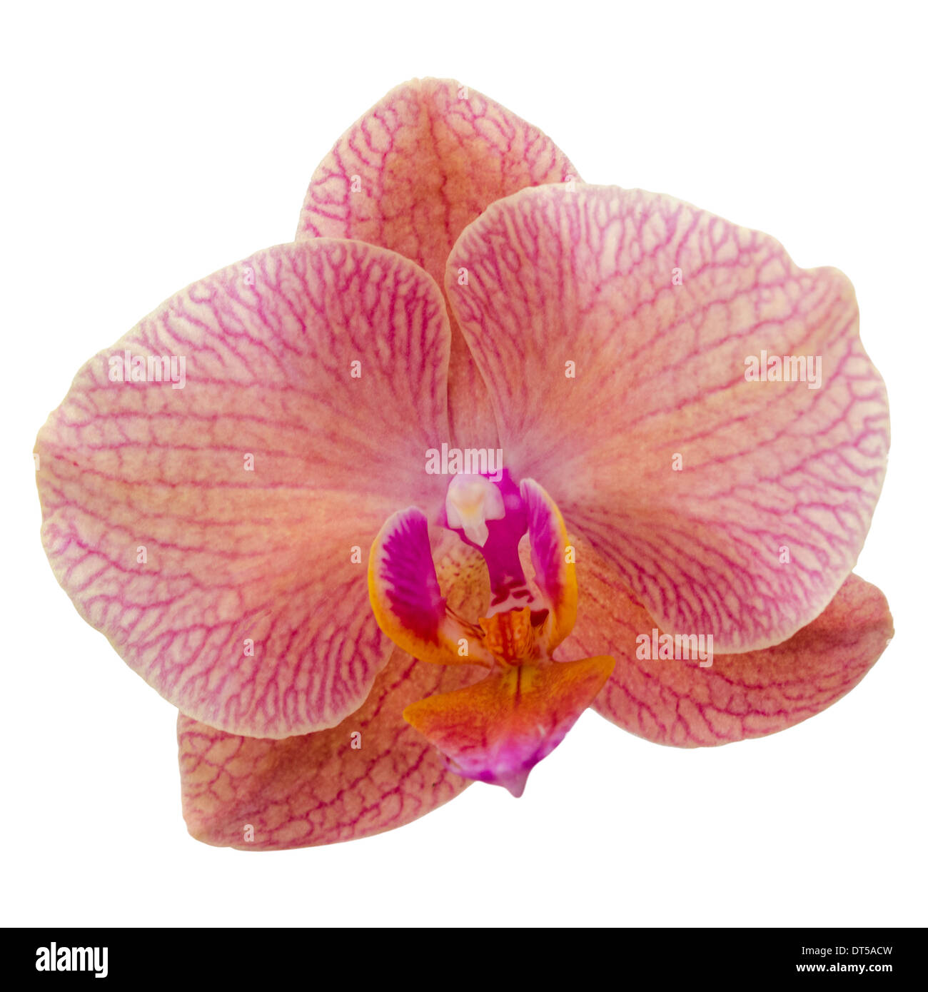 Single violet orchid flower isolate on white Stock Photo - Alamy