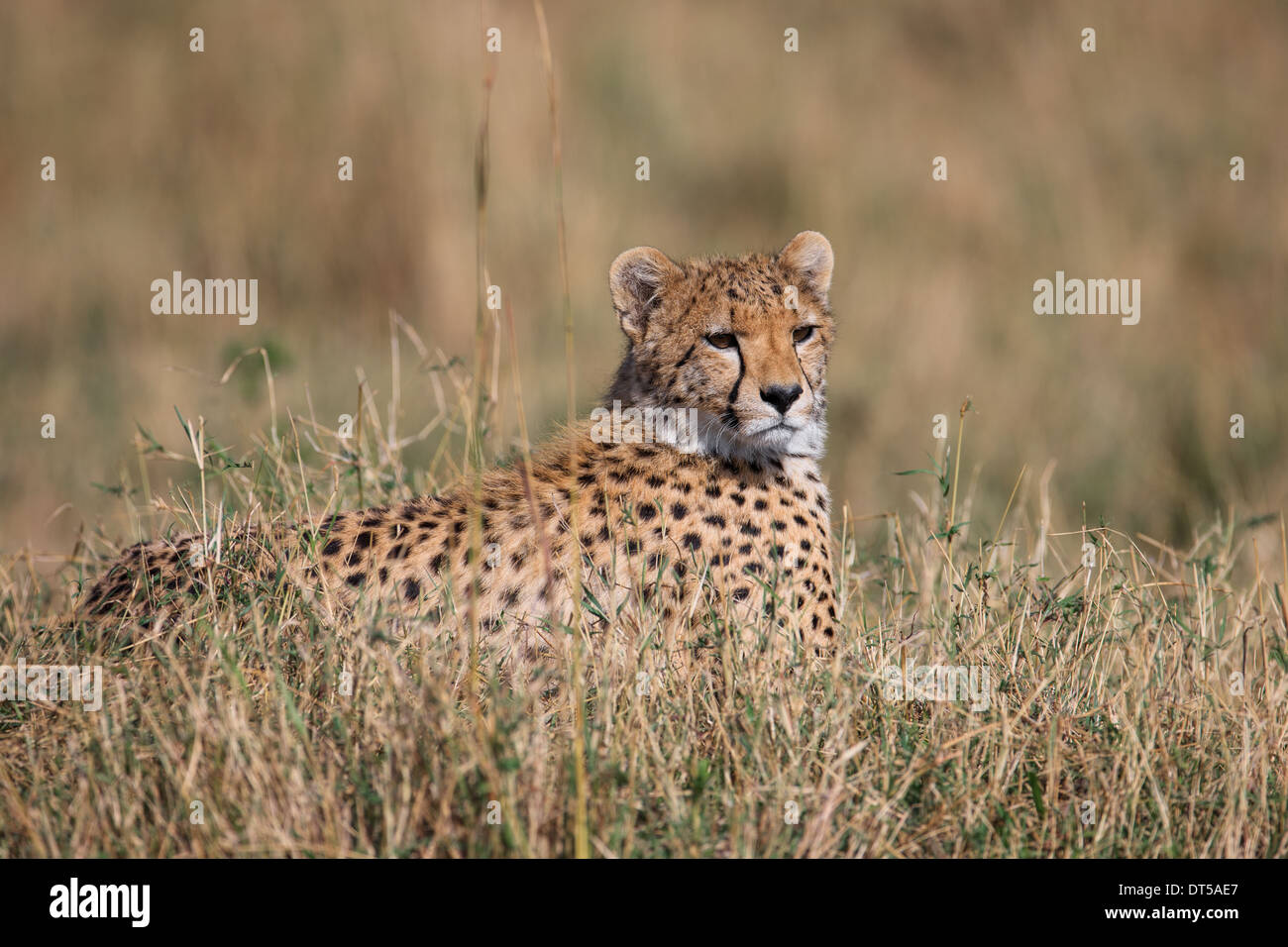 Cheetah cub pictures hi-res stock photography and images - Alamy