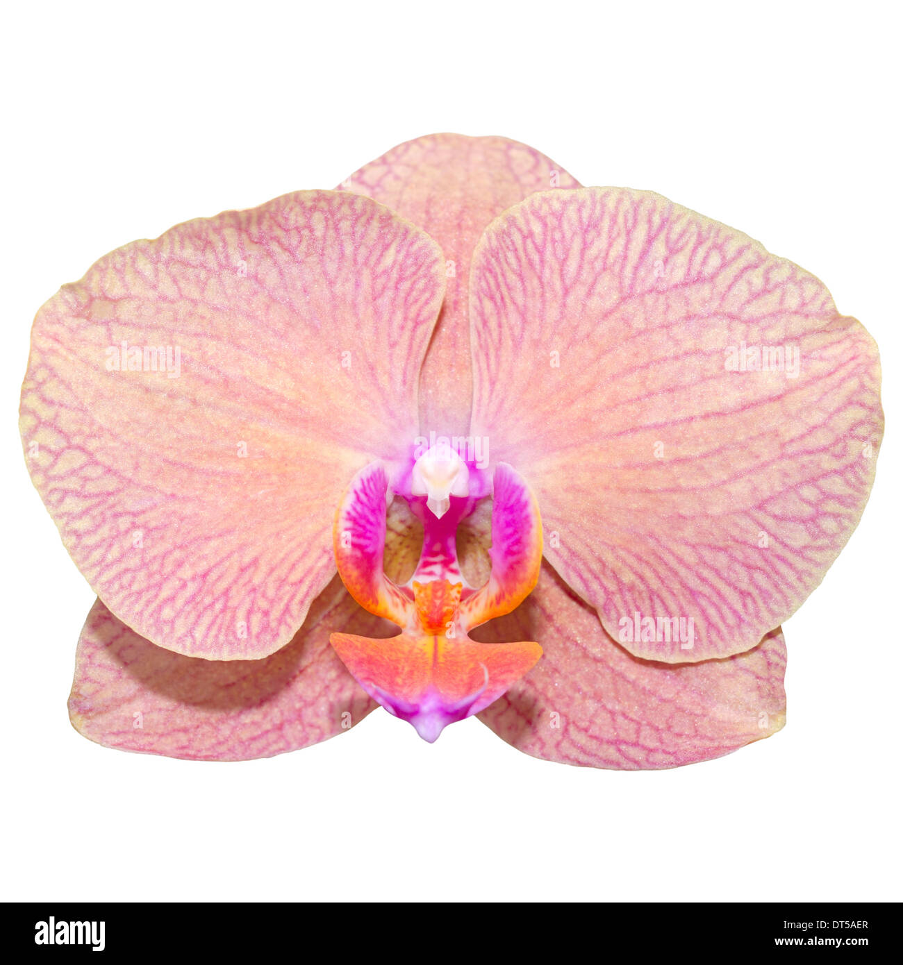 Beautiful single white orchid hi-res stock photography and images - Alamy