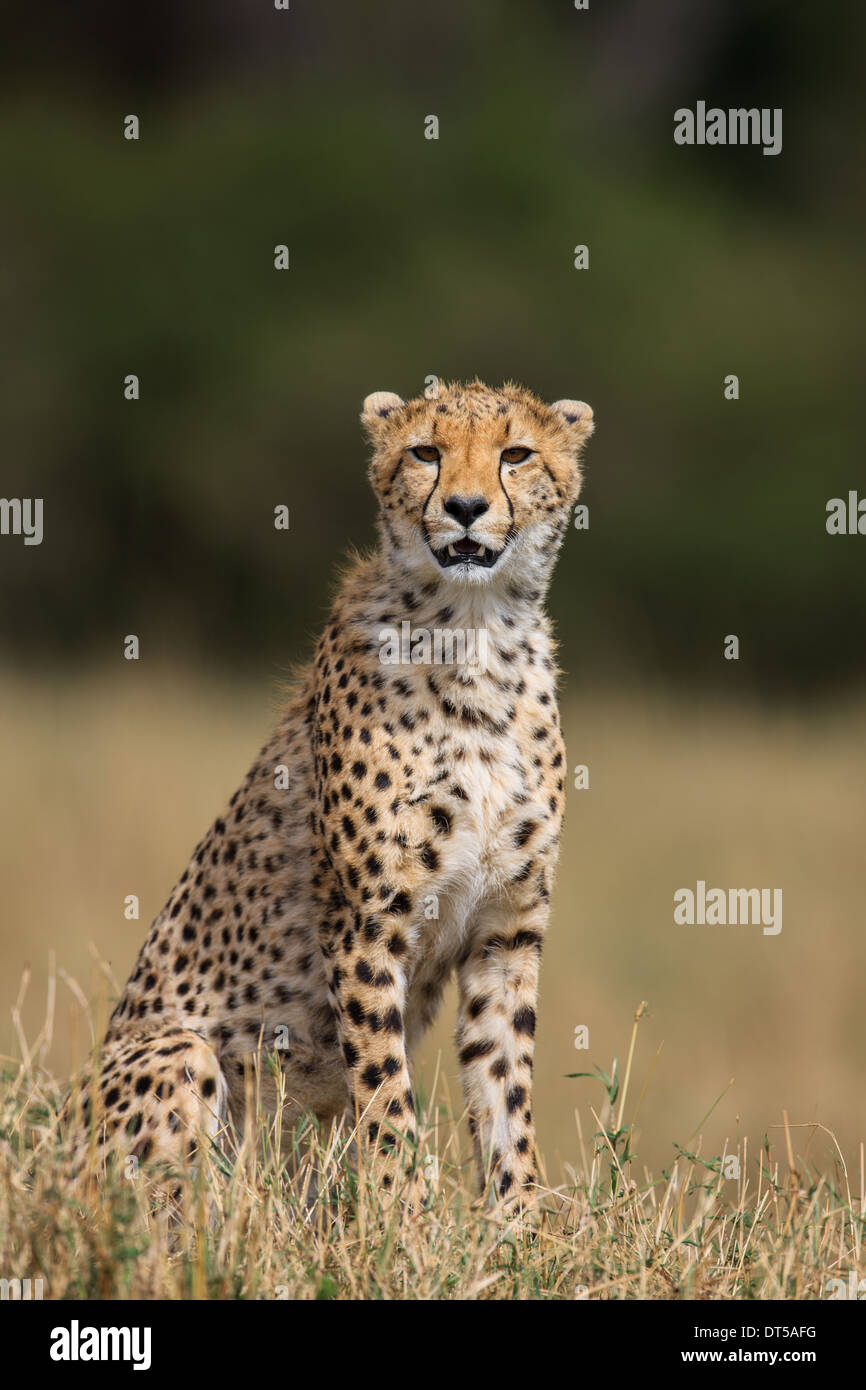 Cheetah pictures hi-res stock photography and images - Alamy
