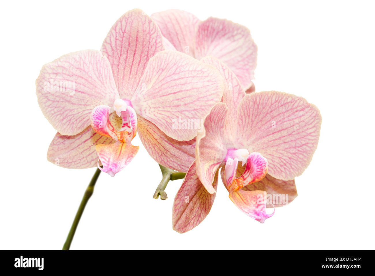 Single branch of gentle exotic flowers isolated on white Stock Photo ...