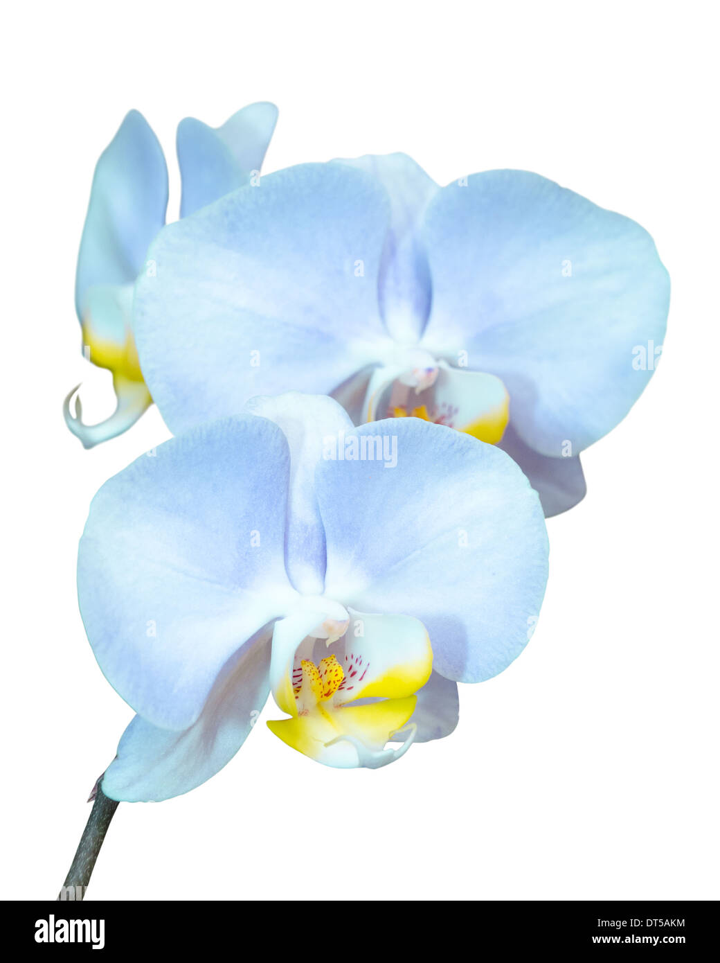 Blue orchids hi-res stock photography and images - Alamy