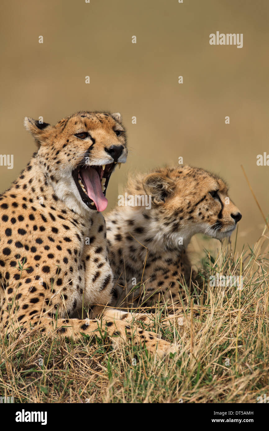Cheetah teeth hi-res stock photography and images - Alamy