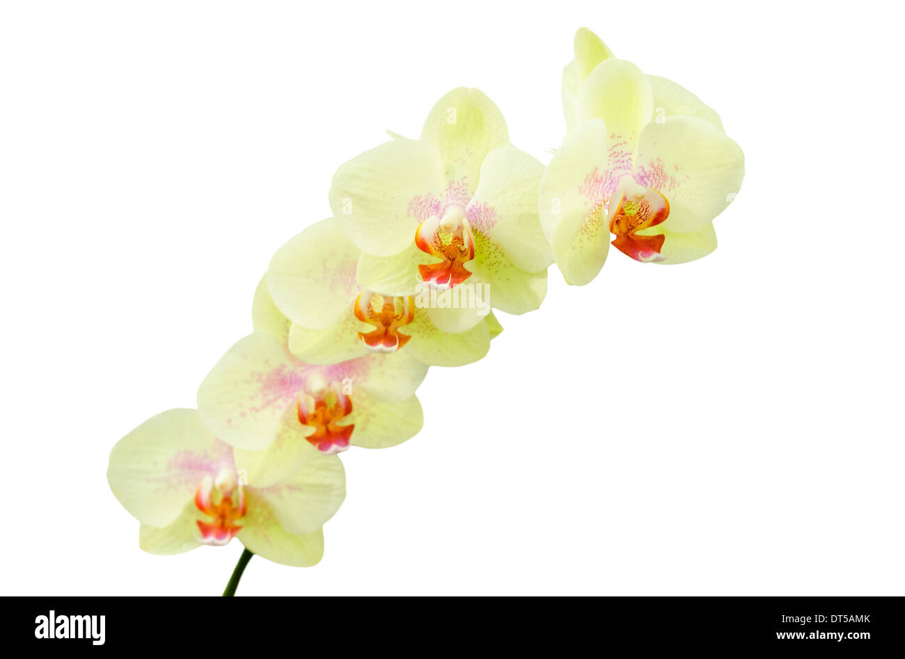 Soft yellow tones Cut Out Stock Images & Pictures - Alamy