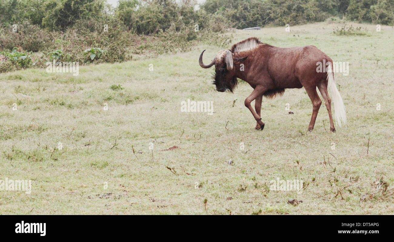 Wildebeest horns hi-res stock photography and images - Alamy