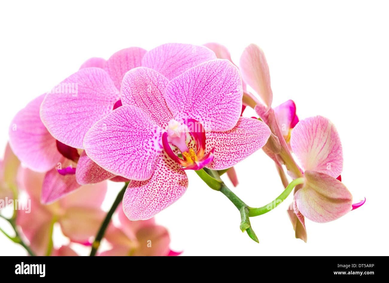 Sunlight spring orchid flower bright spotted isolated on white Stock ...