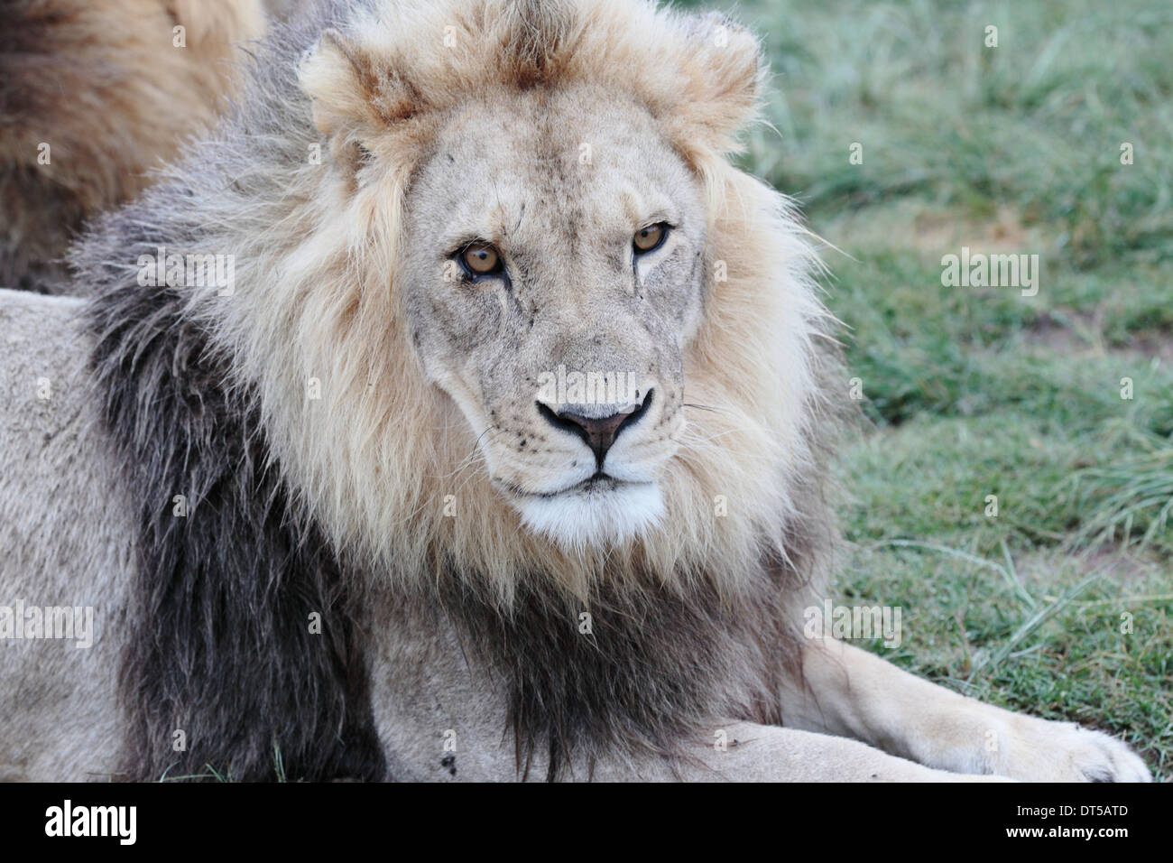 Male lion resting and looking up in a game reserve Stock Photo - Alamy