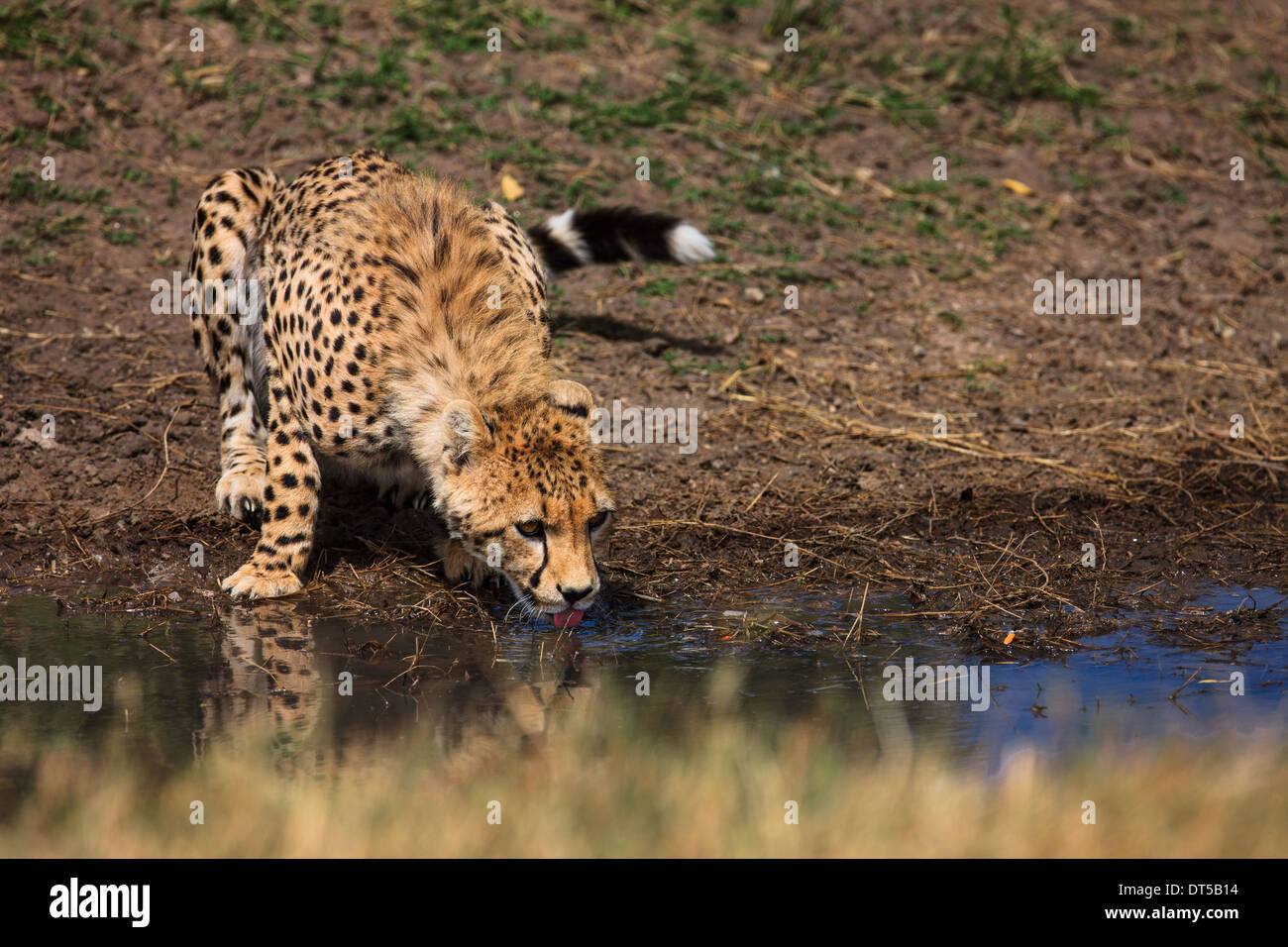 Cheetah drinking water Stock Photo - Alamy