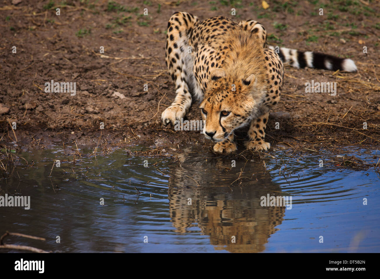 Cheetah drinking water Stock Photo - Alamy