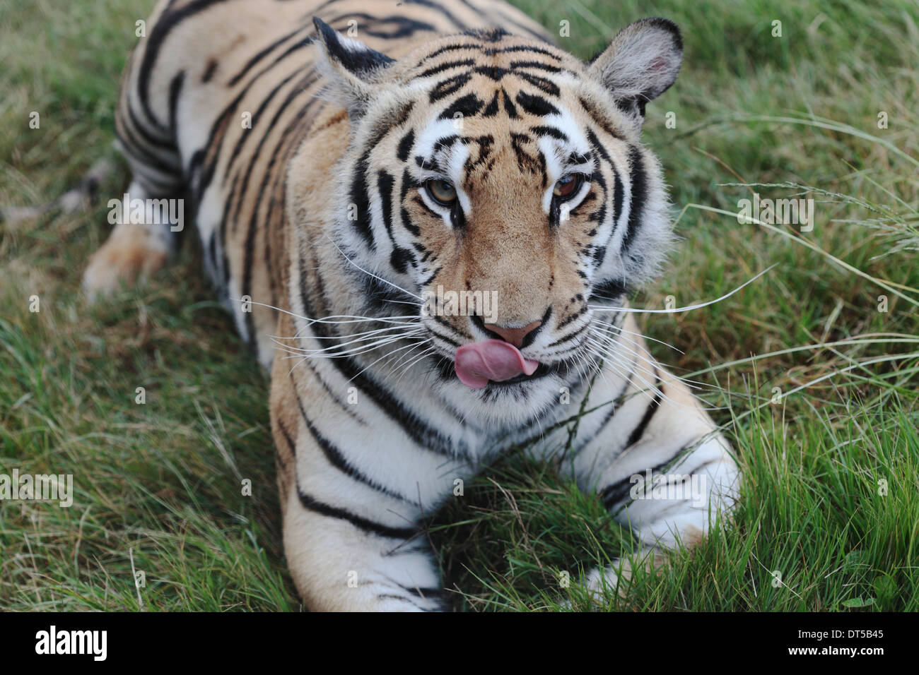 Tiger Licking Lips High Resolution Stock Photography and Images - Alamy