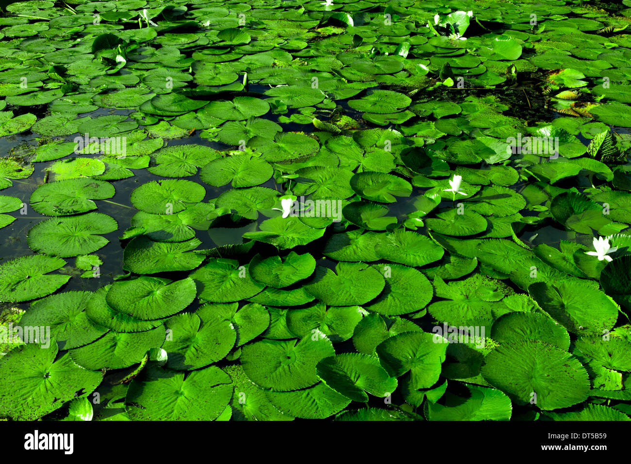 Lotus texture hi-res stock photography and images - Alamy
