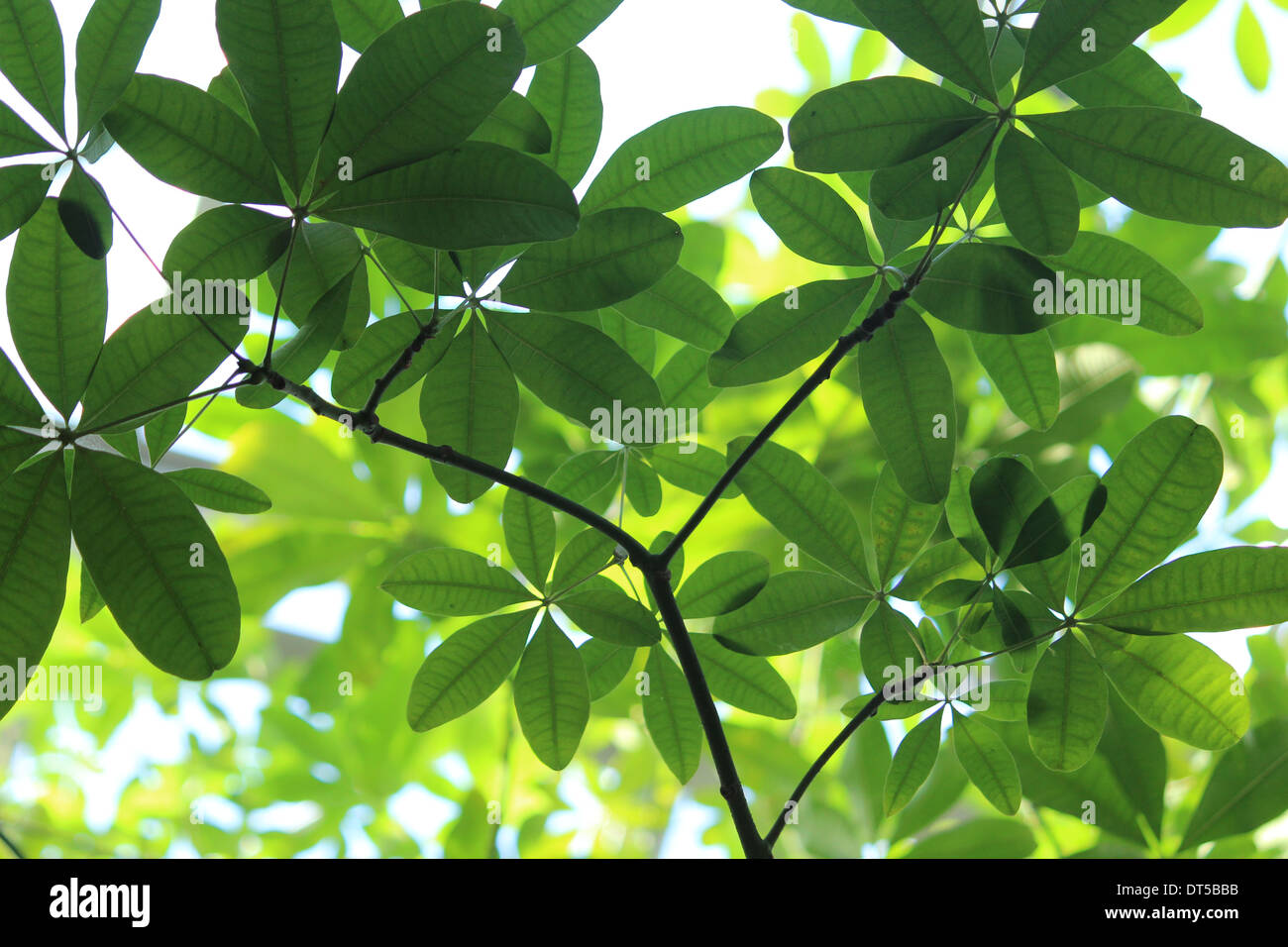 Canopy of leaves hi-res stock photography and images - Alamy