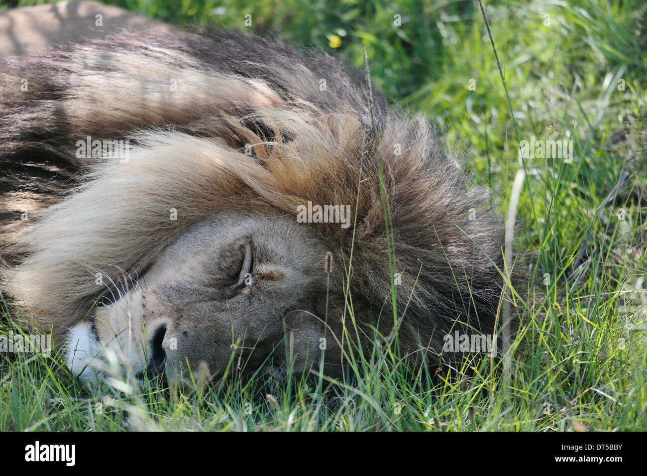 Lion sleeping hi-res stock photography and images - Alamy