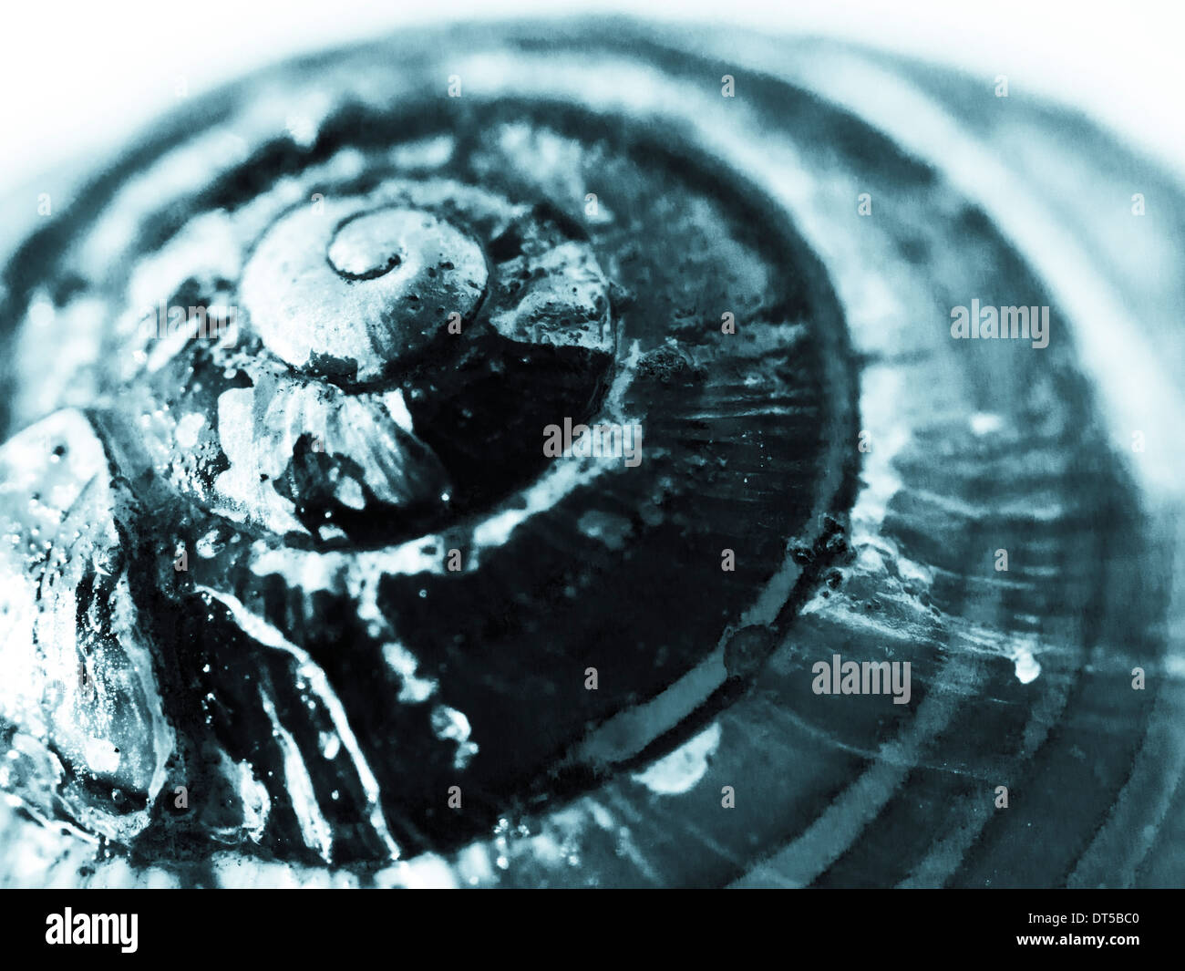 Banded snail shell Stock Photo - Alamy