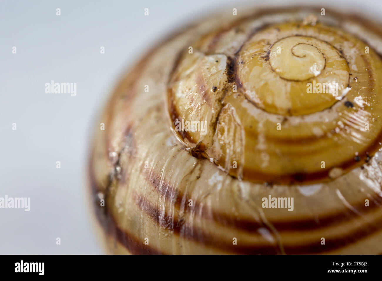 Shell with whorl hi-res stock photography and images - Alamy