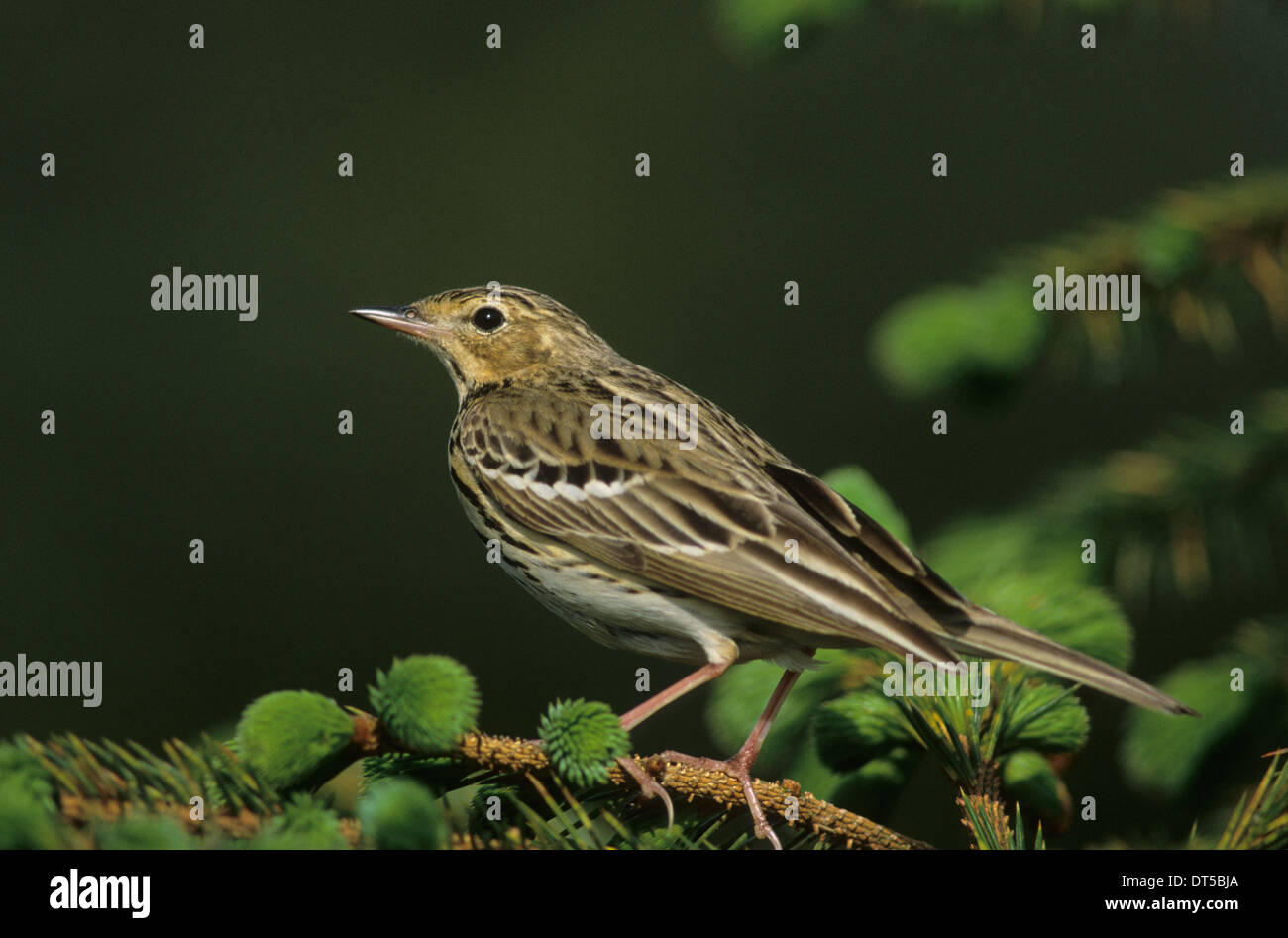 TREE PIPIT (Anthus trivialis) adult male Beacon Fell Forest of Bowland ...