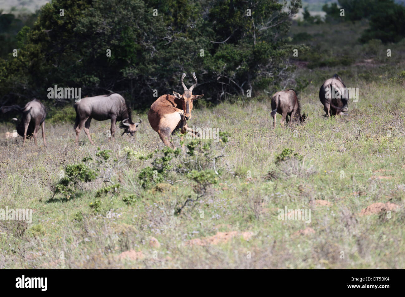 Buck horns hi-res stock photography and images - Alamy