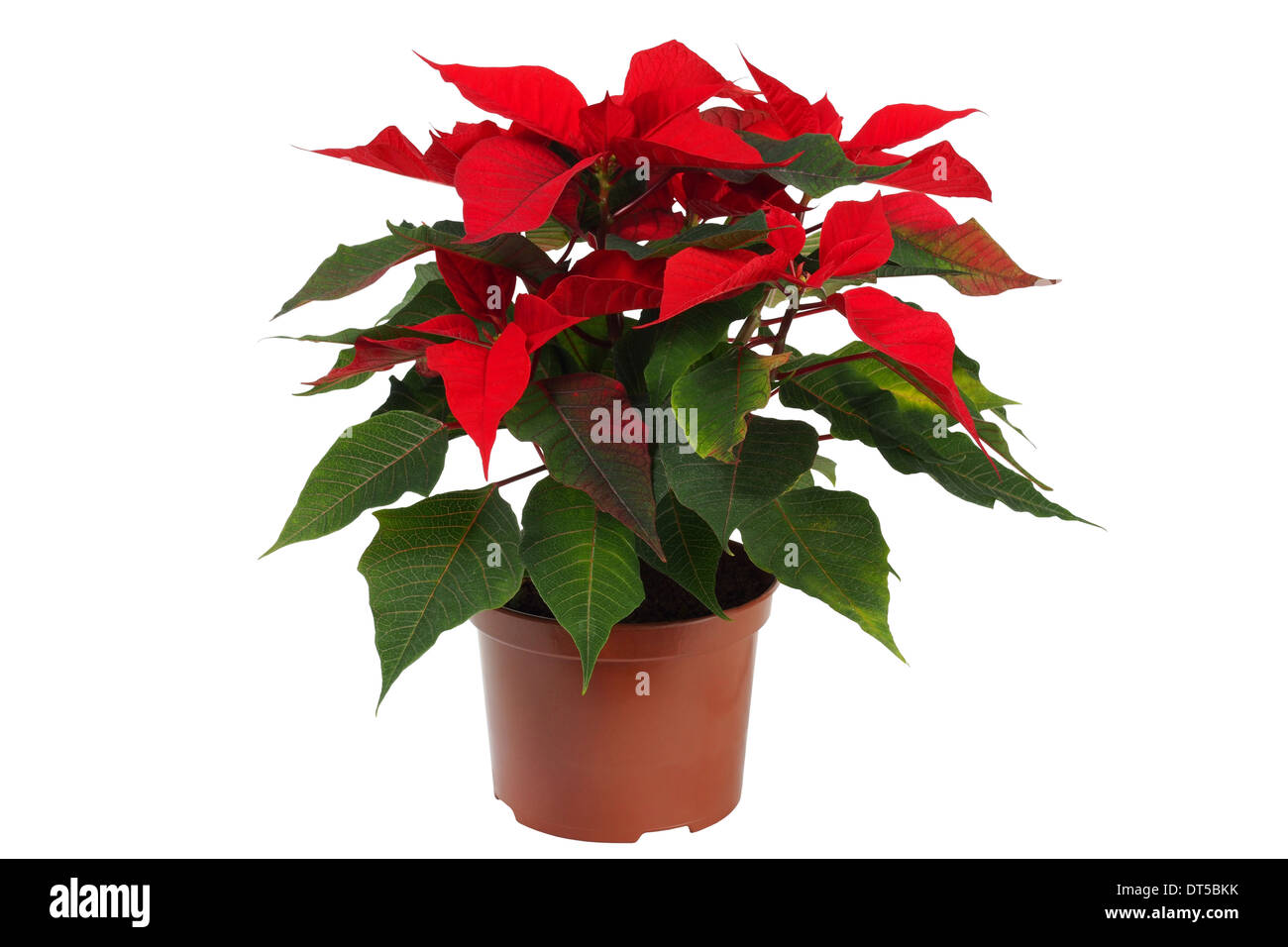 Poinsettia (euphorbia pulcherrima), knows also as Christmas star Stock ...