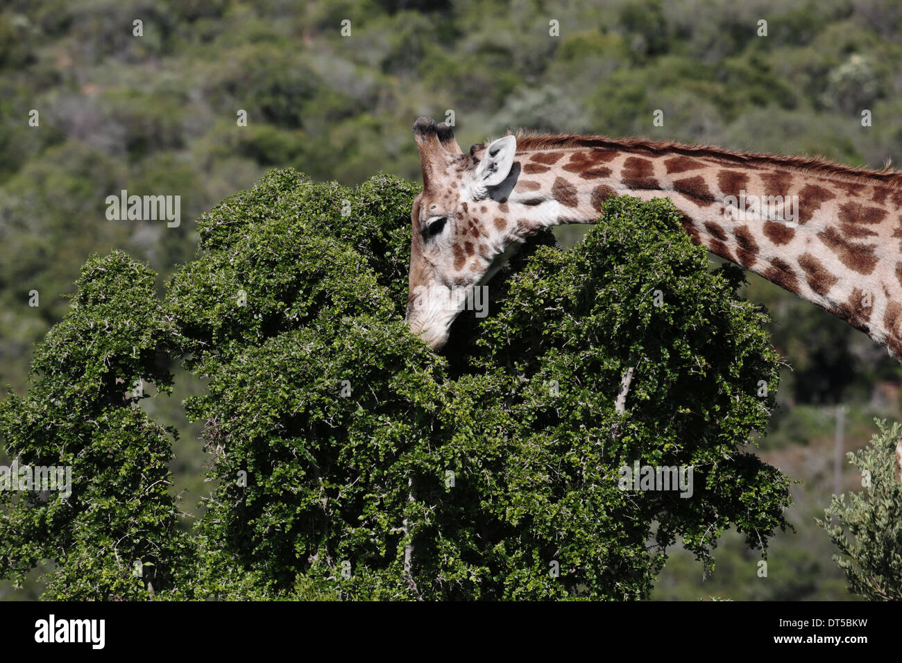Tall giraffes hi-res stock photography and images - Alamy
