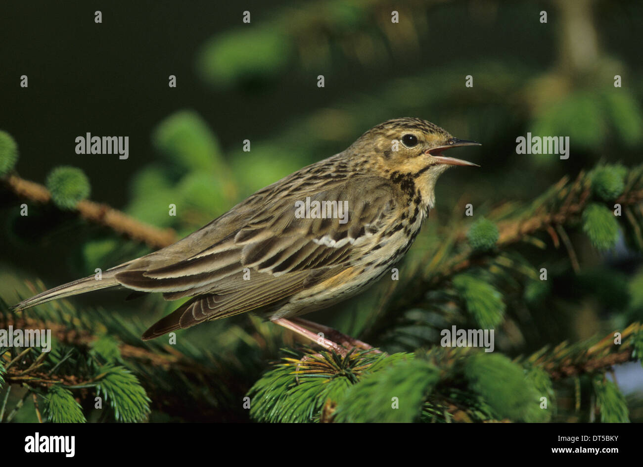 TREE PIPIT (Anthus trivialis) adult male singing from conifer tree ...