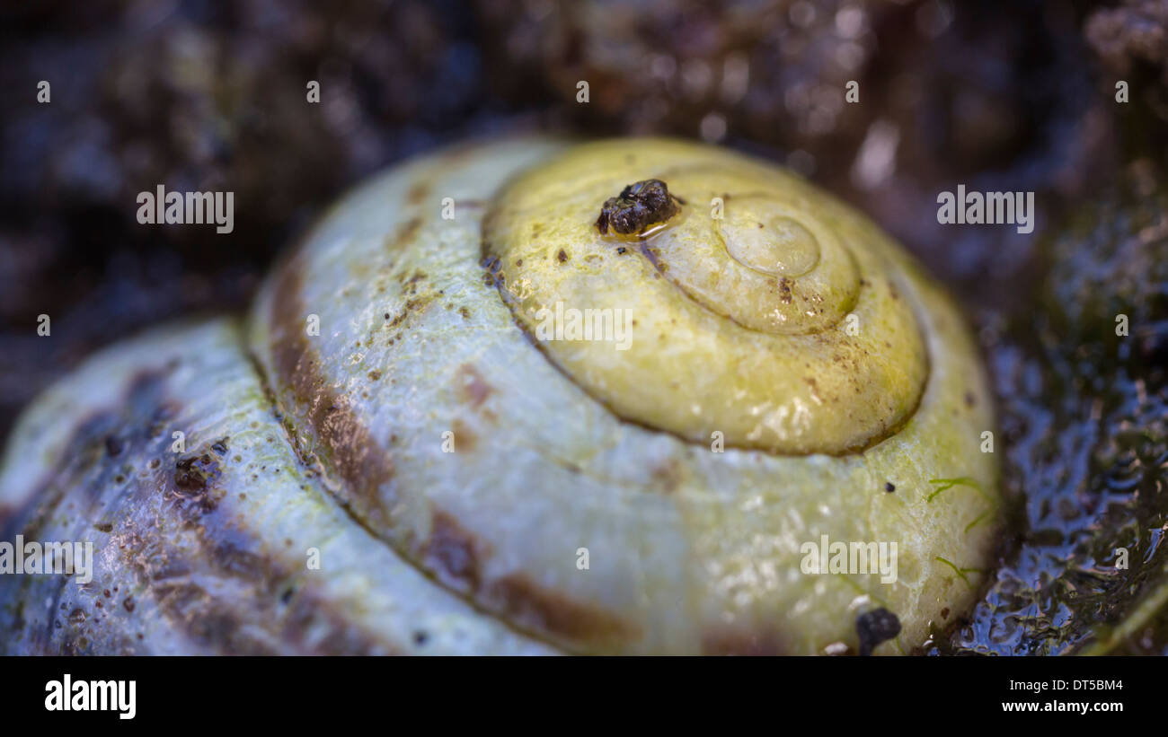 Mud Snail Stock Photos & Mud Snail Stock Images - Alamy