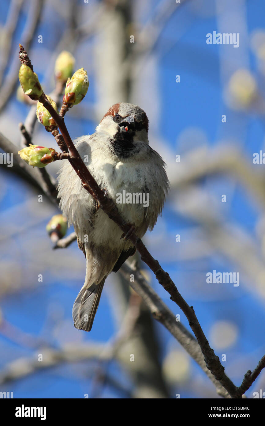 Chirping hi-res stock photography and images - Alamy