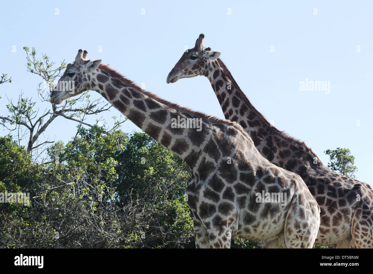Browsing and bushes hi-res stock photography and images - Alamy