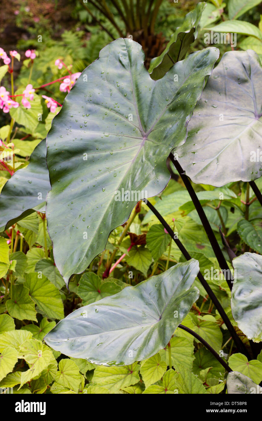 Violet stemmed elephant ear, Colocasia esculenta 'Fontanesii' Stock ...