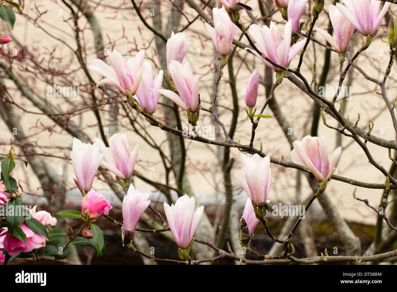 Magnolia 'Raspberry Ice' flowering in early spring in a Plymouth garden ...