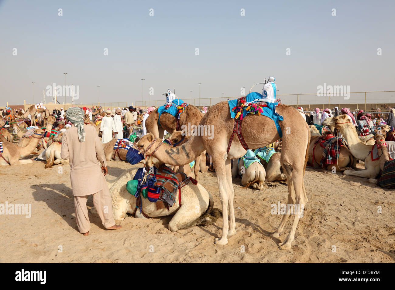 Qatar camel racing hi-res stock photography and images - Alamy