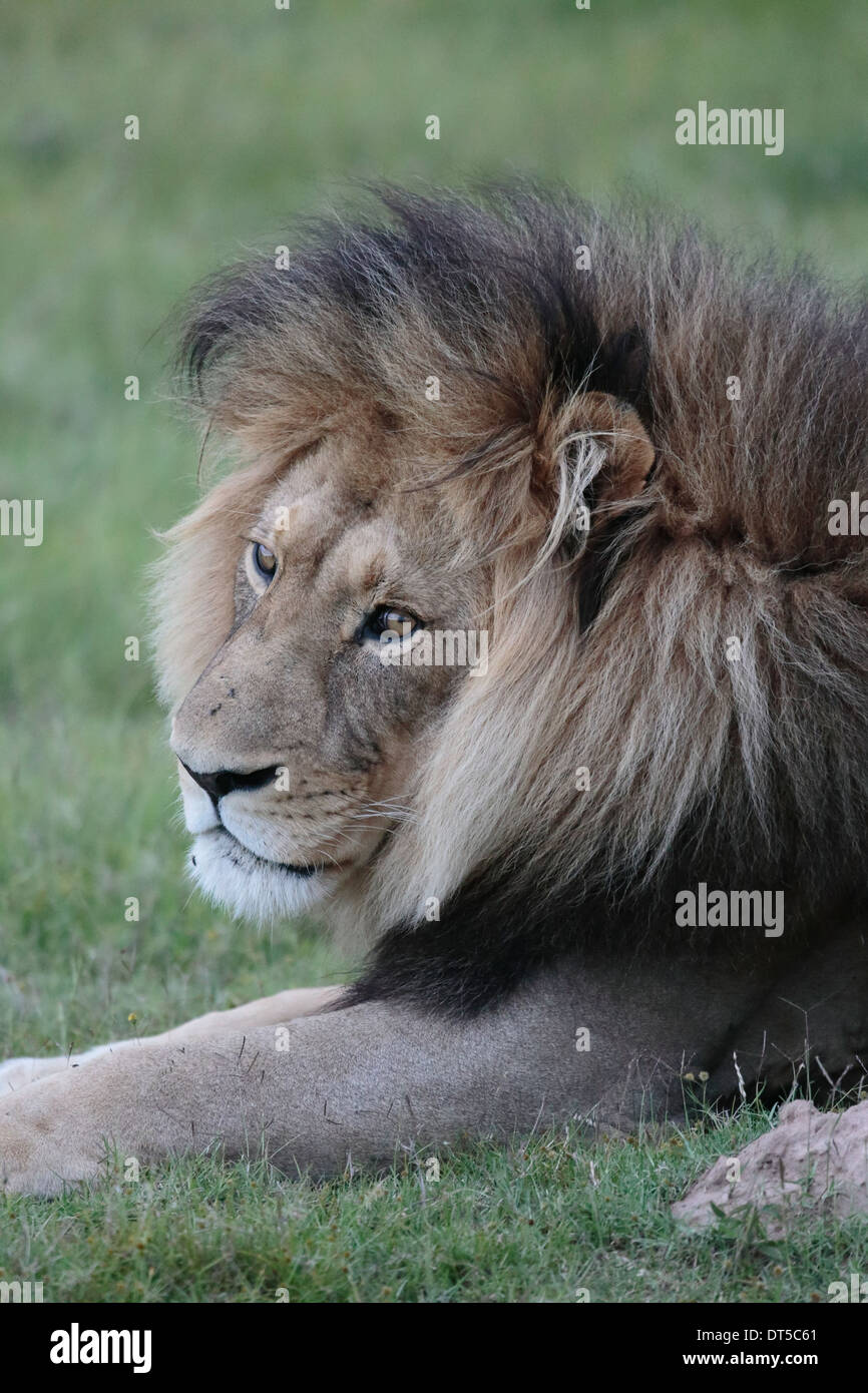 Resting male lion hi-res stock photography and images - Alamy