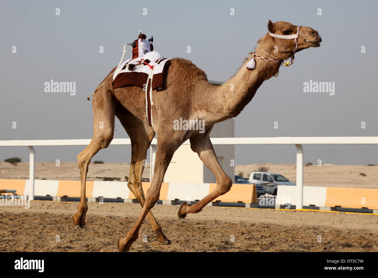 Traditional camel race in Doha, Qatar, Middle East Stock Photo - Alamy