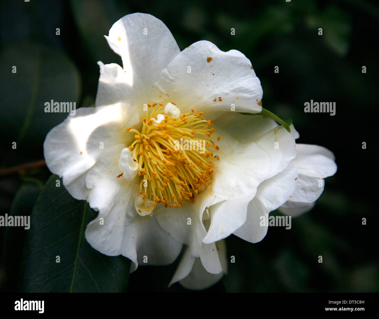 Genus theaceae hi-res stock photography and images - Alamy