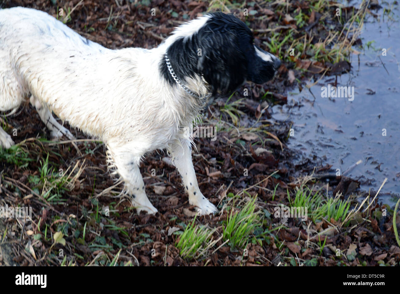 Wet flood hi-res stock photography and images - Alamy