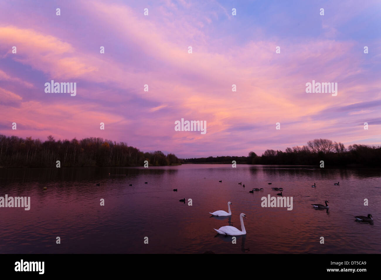 Swan sunset hi-res stock photography and images - Alamy