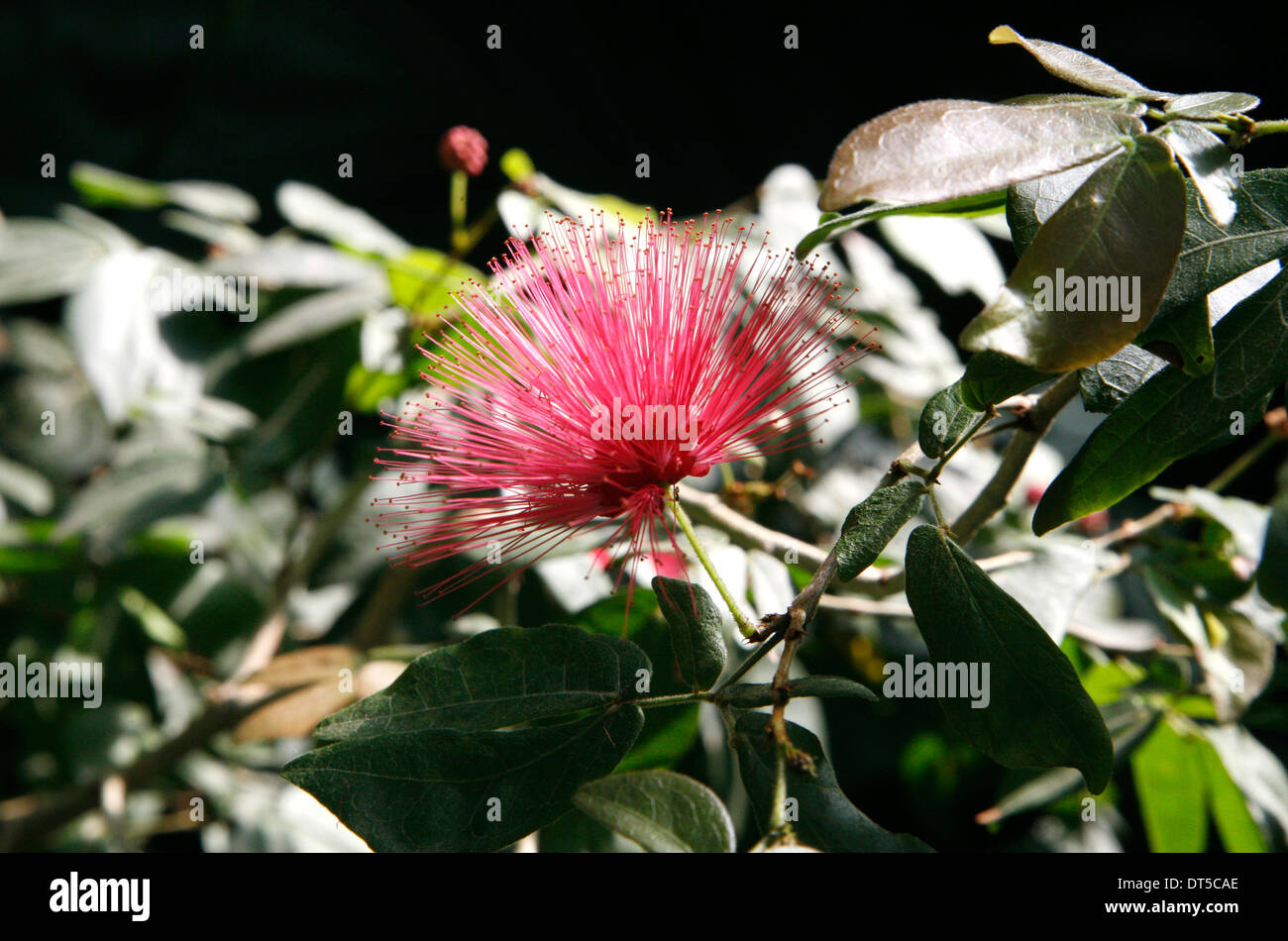 The red powder puff flower are attractive to butterflies and ...