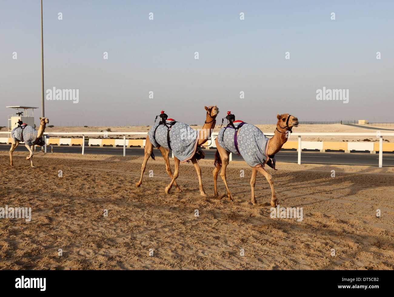 Traditional camel race in Doha, Qatar, Middle East Stock Photo - Alamy
