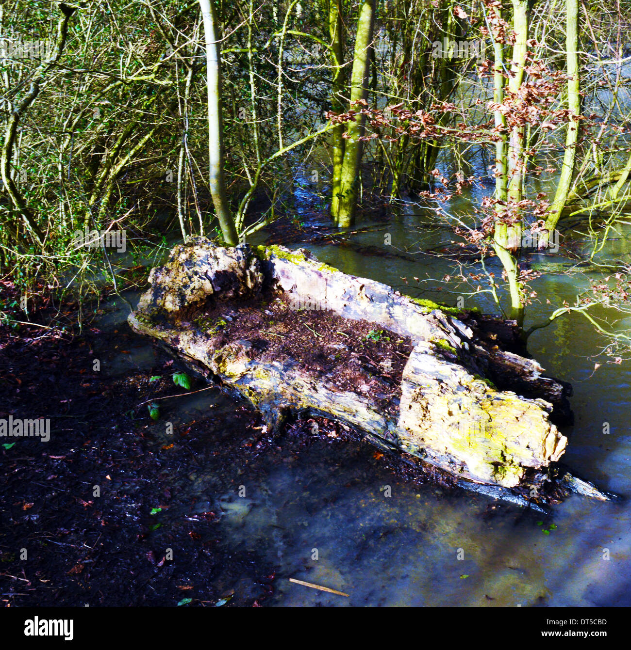 Log bench hi-res stock photography and images - Alamy